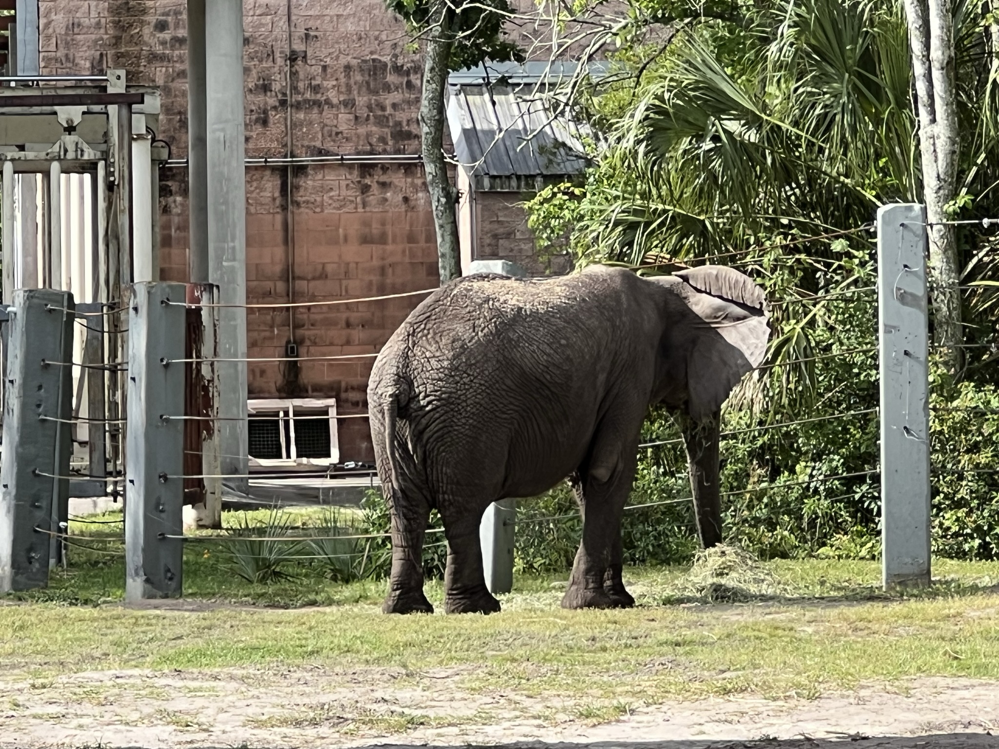 Kid Friendly Excursions – Jacksonville Zoo and Gardens Carnival Elation ...
